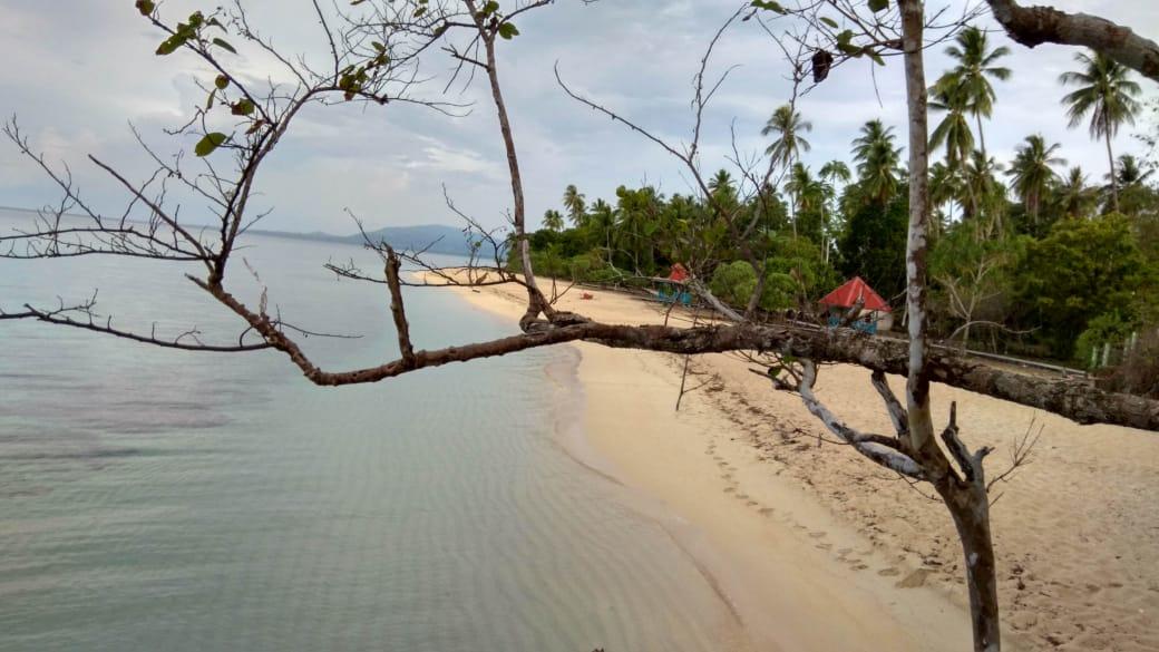 The History of Wawonii | Wonderful Wawonii